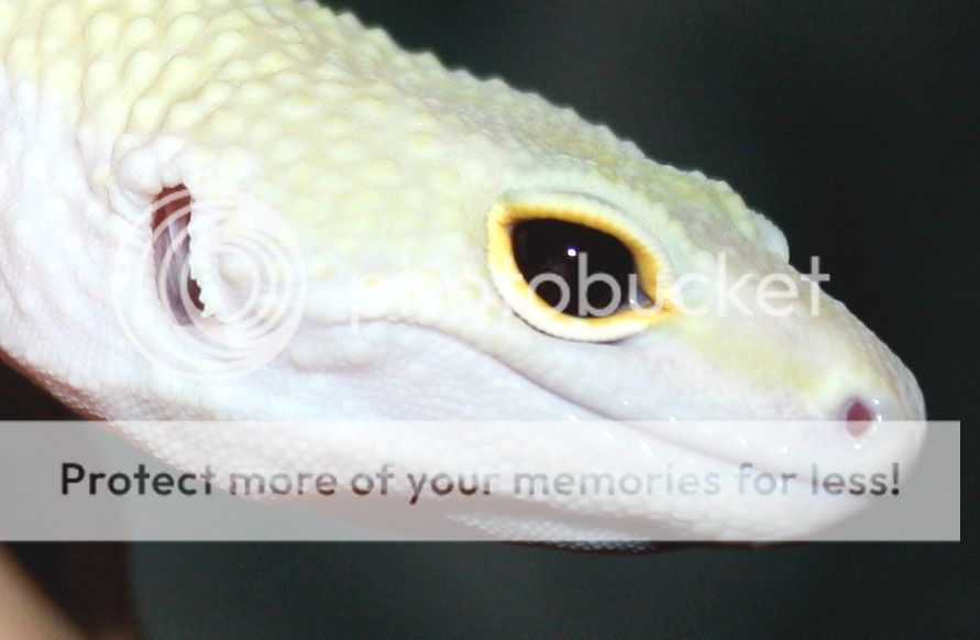 leopardgeckowiki.com update: Base morphs, polgenic traits and sub ...