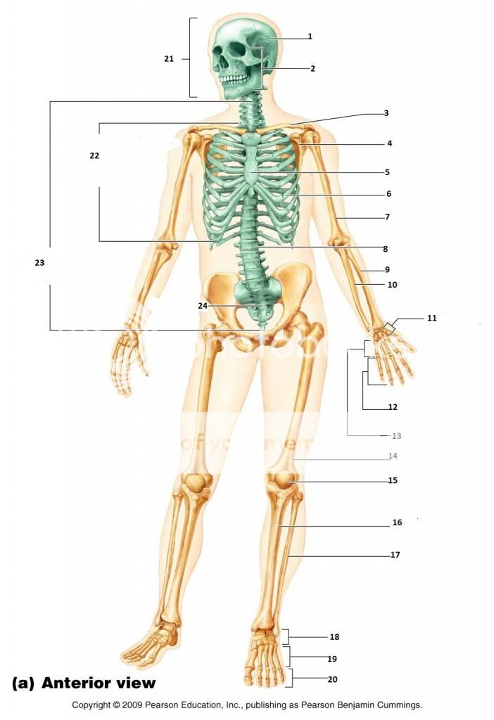 2014 Anterior View of Whole Skeleton Quiz - By KellyHarrison