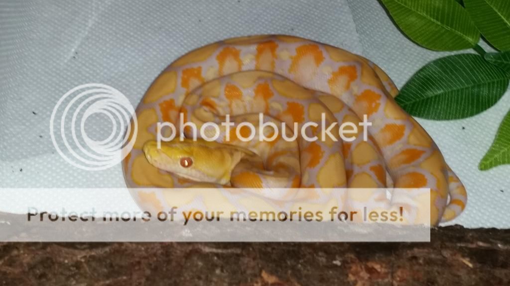 New retic, what morph? | Reptile Forums