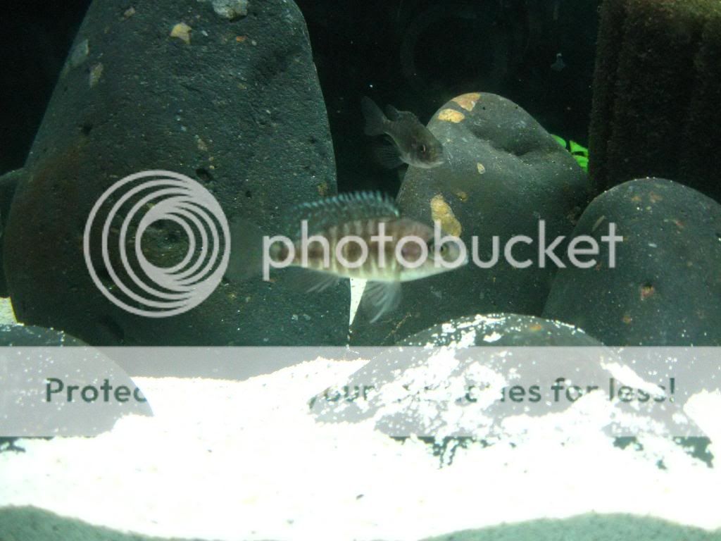Tyson's Fish Pics | Cichlid Fish Forum
