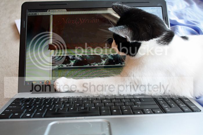 Anyone have a cat chasing their Mouse pointer on screen? | Cat Forum