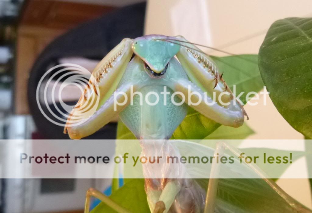The Toughmantis Poll - Hercules of Mantis | Mantid Forum - Mantis Pet ...